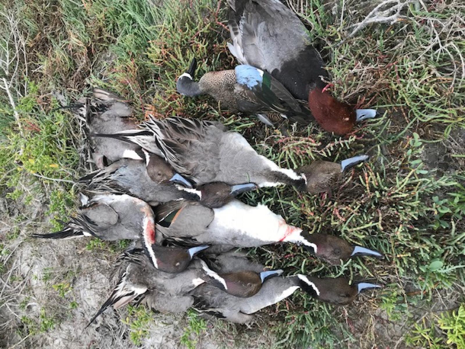 Gallery | Wings Inc.